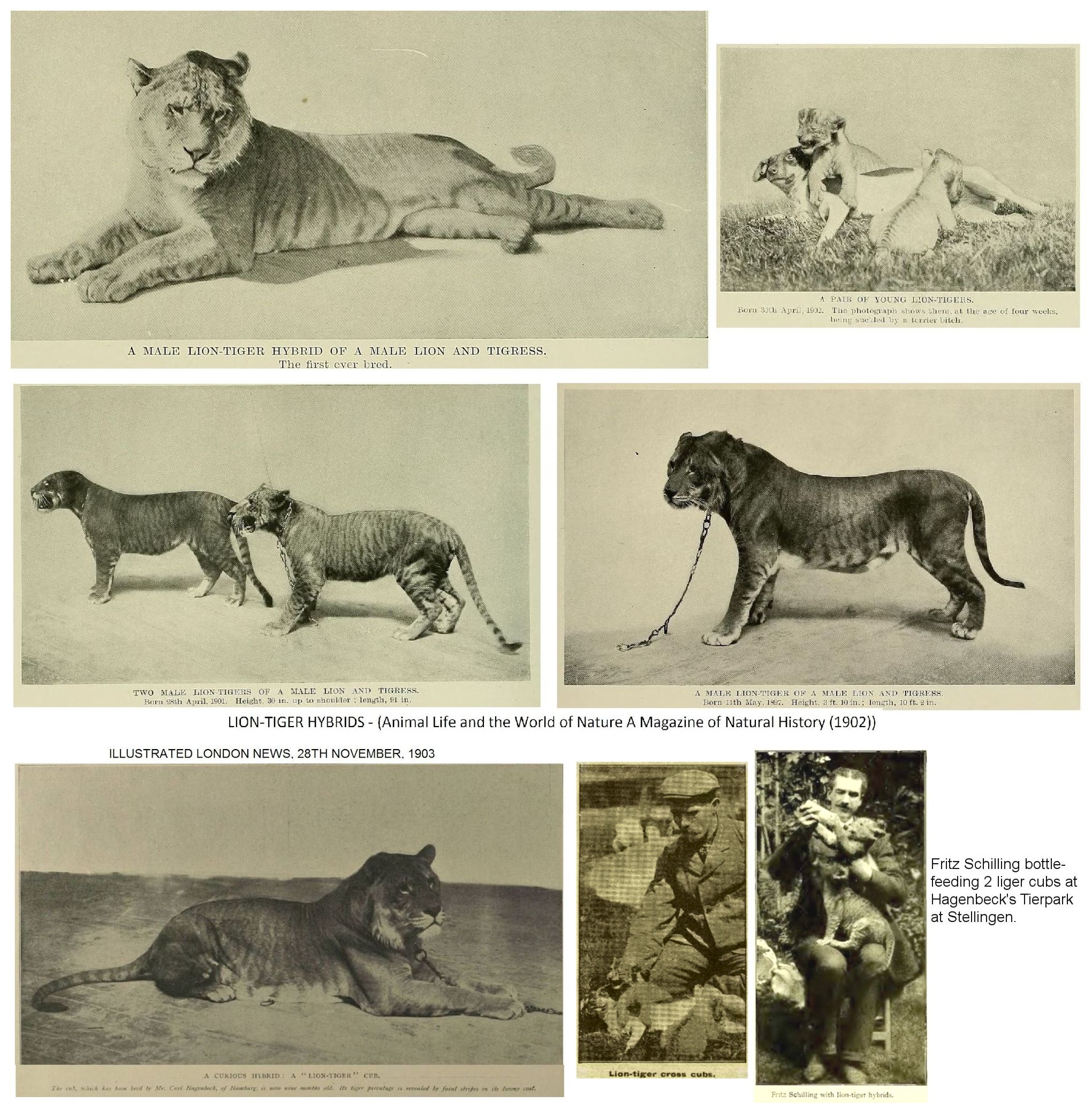 Lion Breeding With Tiger Lion Breeding With Tiger